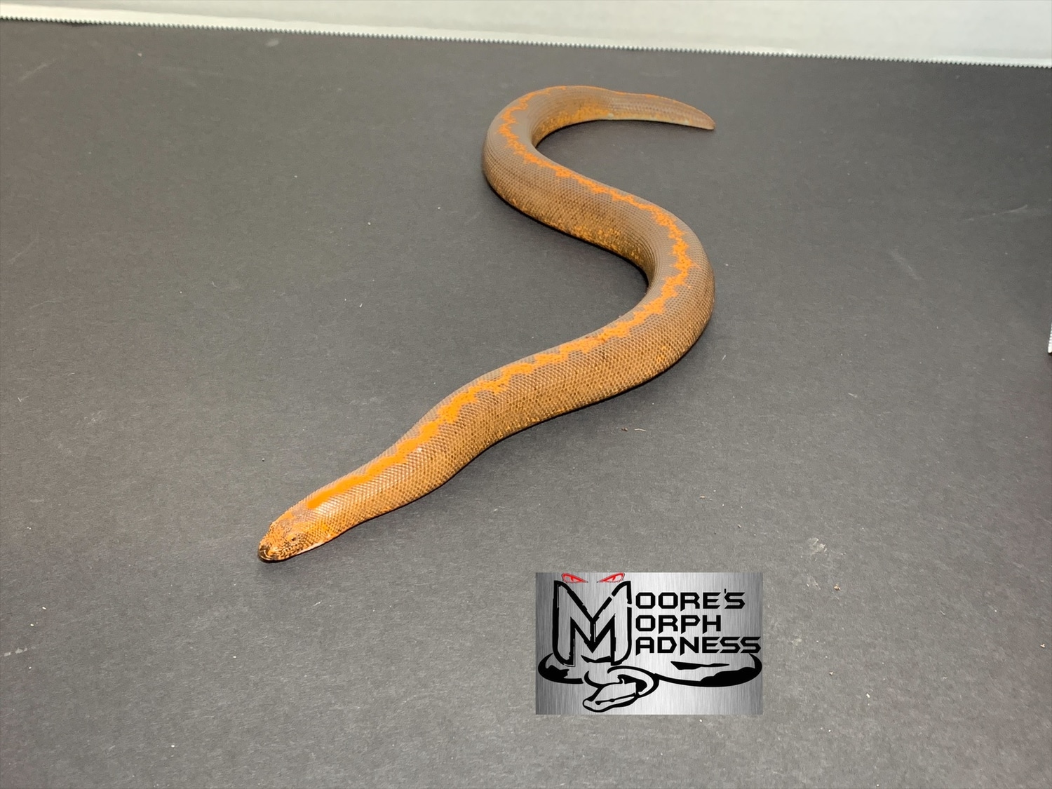 Striped Rufescens Kenyan Sand Boa by Moore’s Morph Madness - MorphMarket