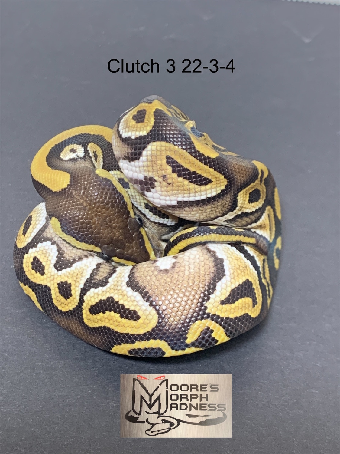 Mojave Ball Python by Moore’s Morph Madness - MorphMarket