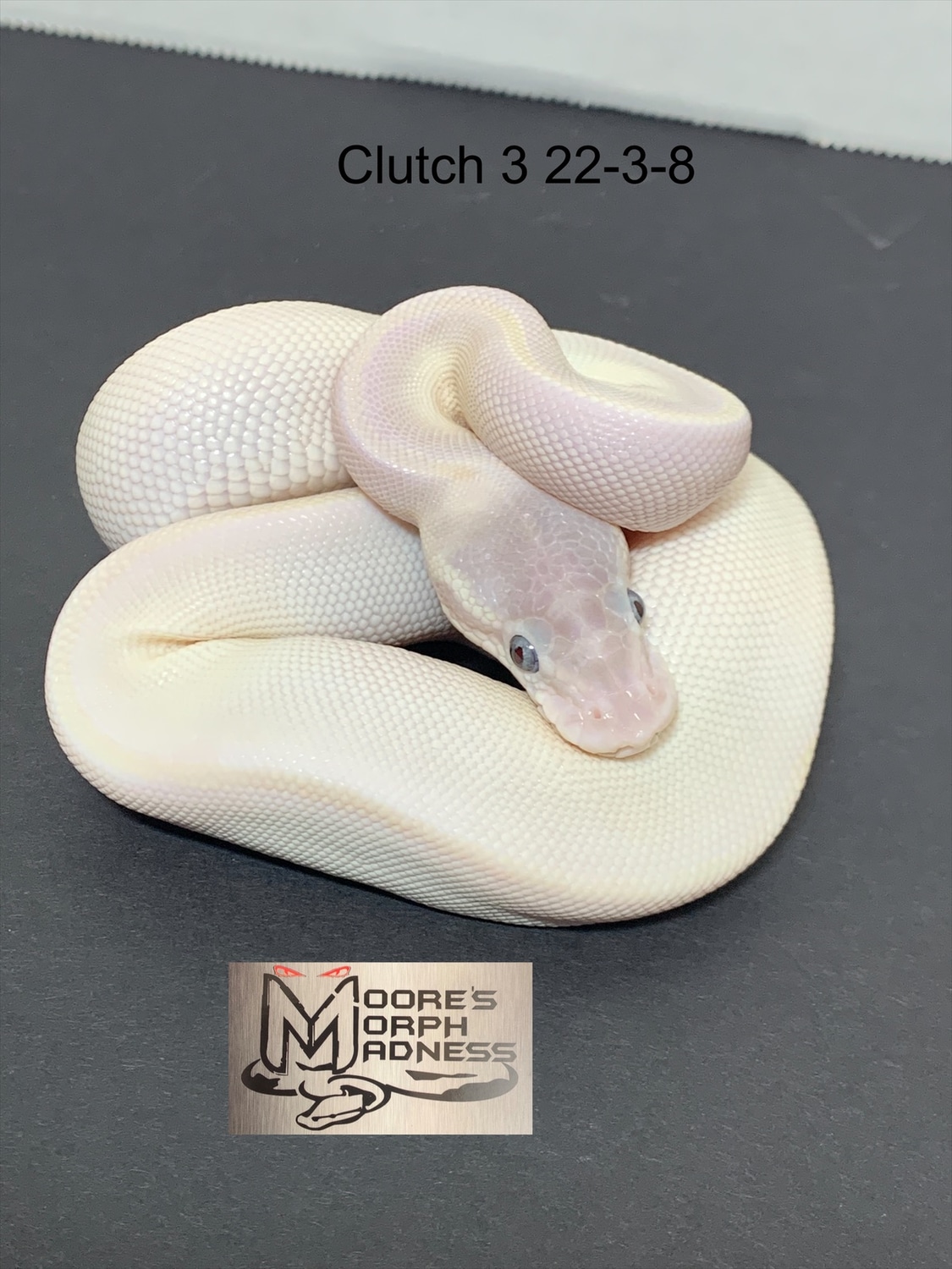 Super Mojave Ball Python by Moore’s Morph Madness - MorphMarket