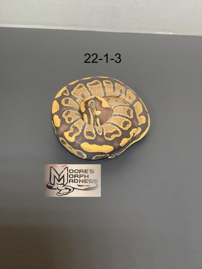 Fire Ball Python by Moore’s Morph Madness