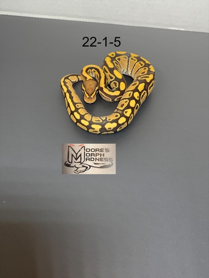 Fire Ball Python by Moore’s Morph Madness
