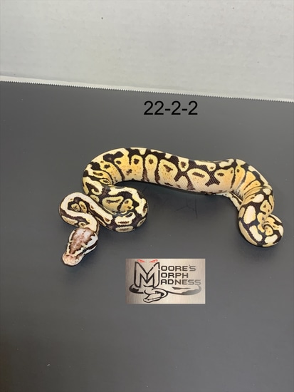 Firefly Ball Python by Moore’s Morph Madness