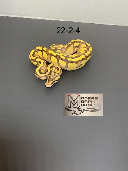 Firefly Yellow Belly Ball Python by Moore’s Morph Madness