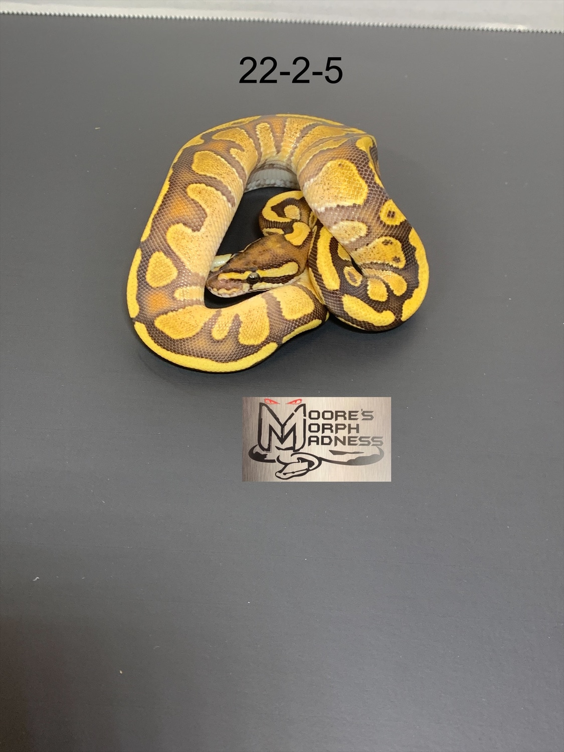 Enchi Fire Yellow Belly Ball Python by Moore’s Morph Madness - MorphMarket