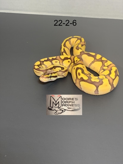 Firefly Enchi Ball Python by Moore’s Morph Madness