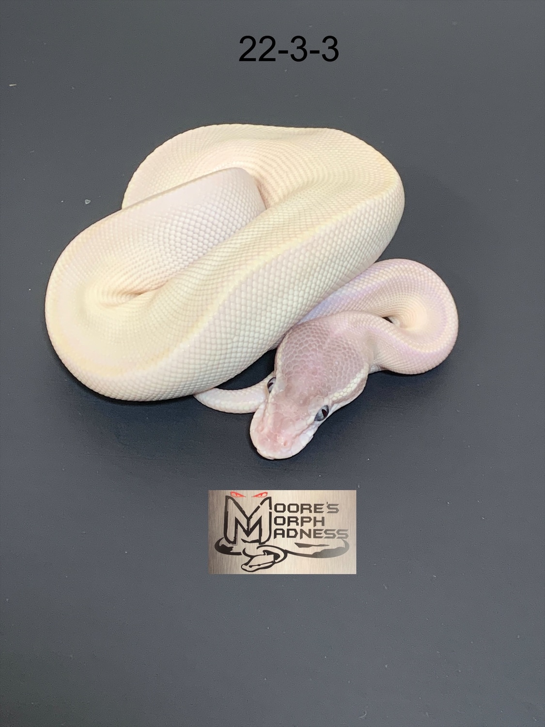 Super Mojave Ball Python by Moore’s Morph Madness - MorphMarket