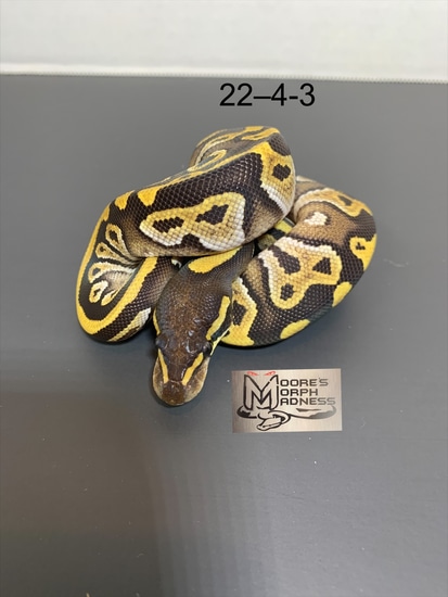 Pastel Mystic Ball Python by Moore’s Morph Madness