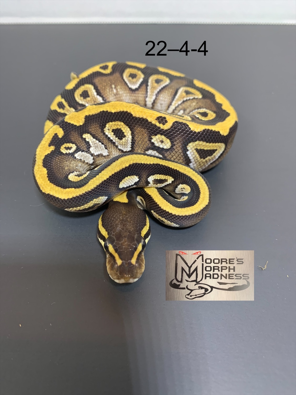 Pastel Mystic Ball Python by Moore’s Morph Madness - MorphMarket