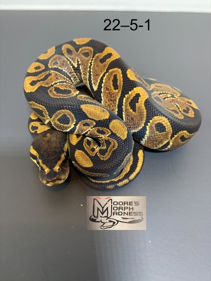 Normal Ball Python by Moore’s Morph Madness