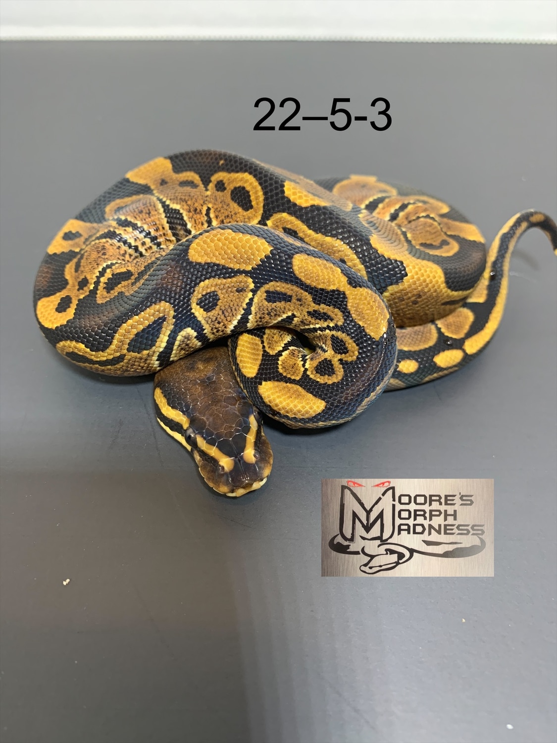 Calico Ball Python by Moore’s Morph Madness - MorphMarket
