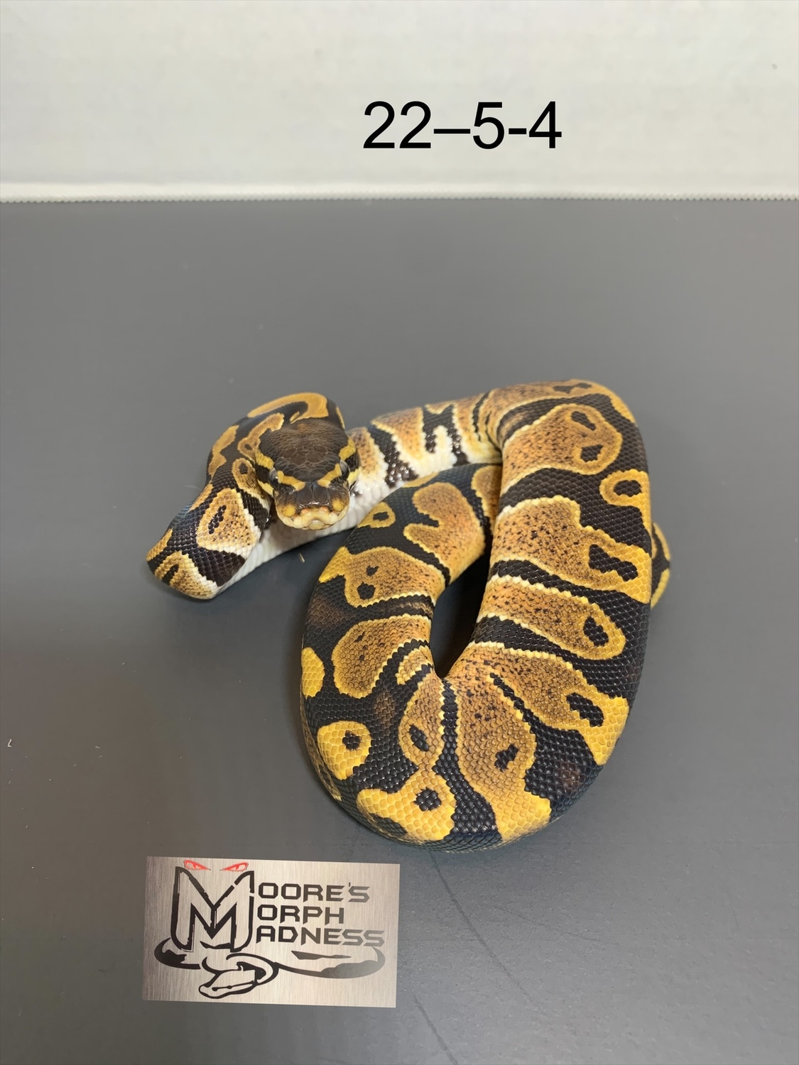 Normal Ball Python by Moore’s Morph Madness - MorphMarket