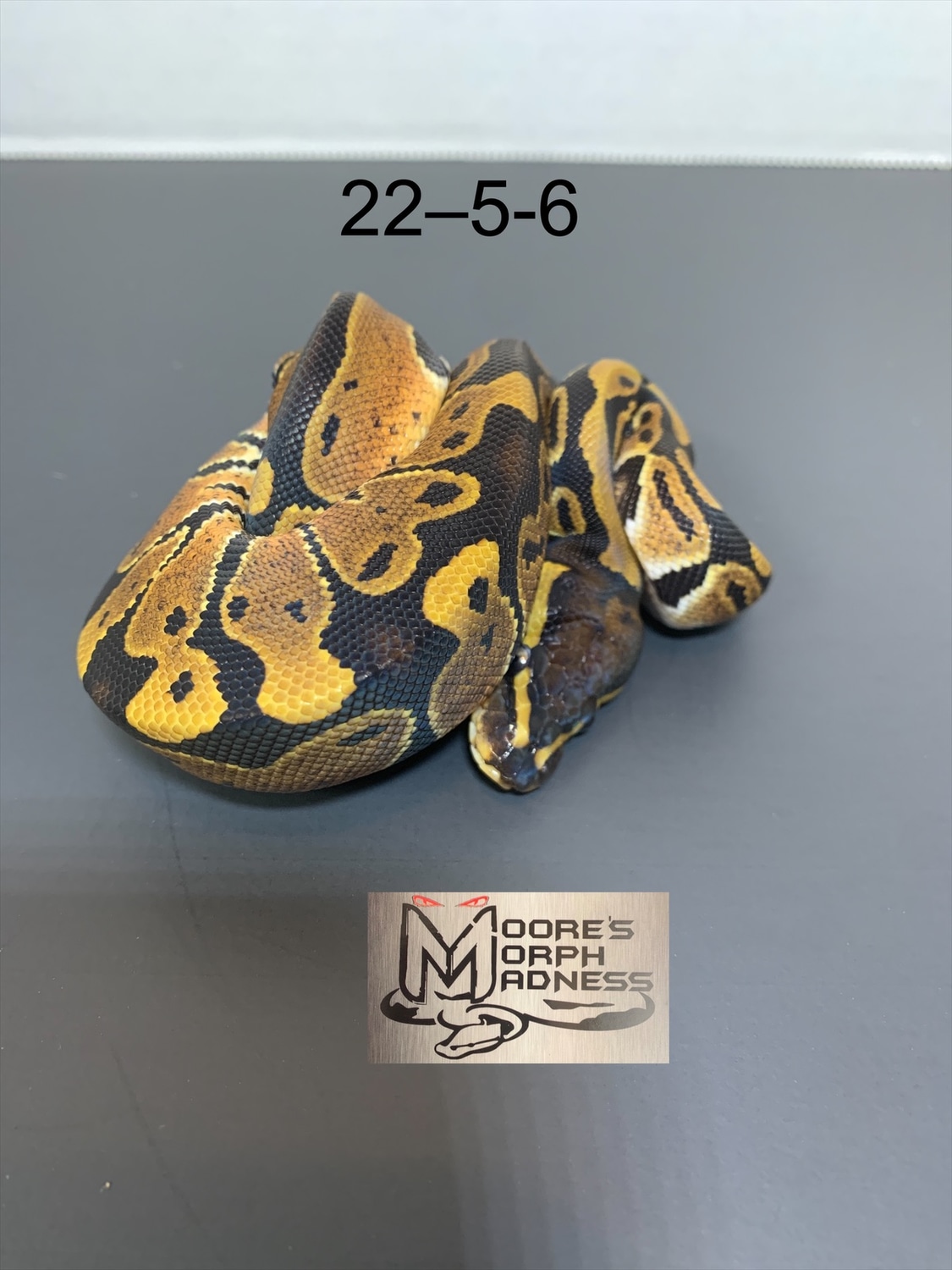 Calico Ball Python by Moore’s Morph Madness - MorphMarket