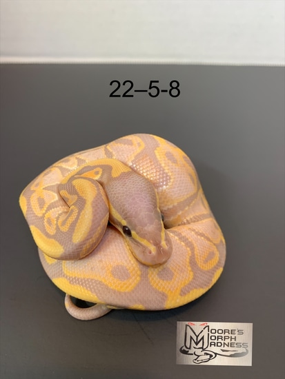Banana Ball Python by Moore’s Morph Madness