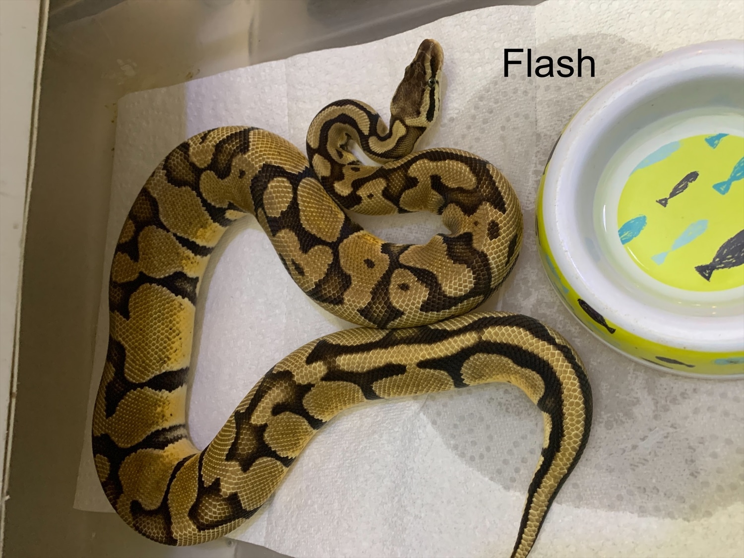 Pastel Het Candy Ball Python by Moore’s Morph Madness - MorphMarket