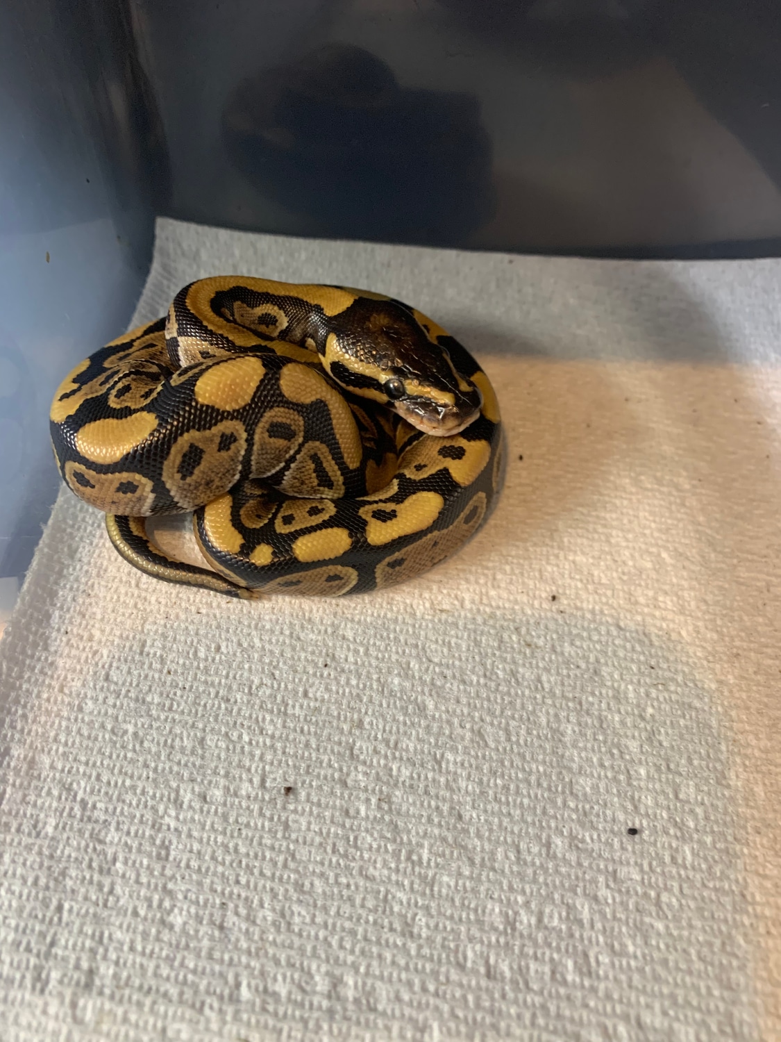 Normal Ball Python by Moore’s Morph Madness - MorphMarket