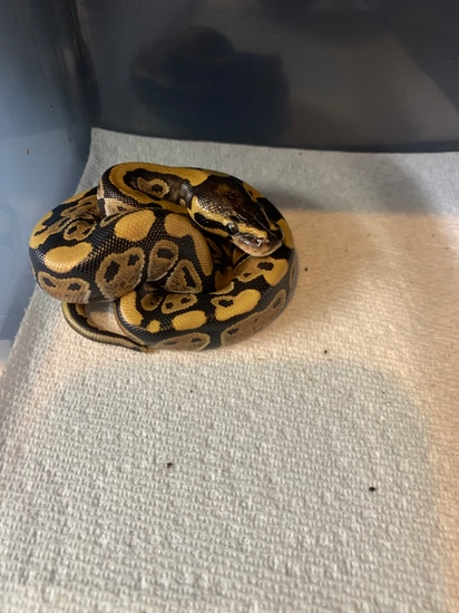 Normal Ball Python by Moore’s Morph Madness