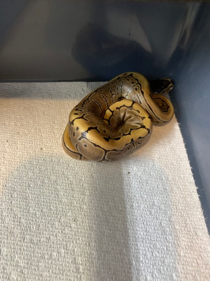 Pinstripe Ball Python by Moore’s Morph Madness