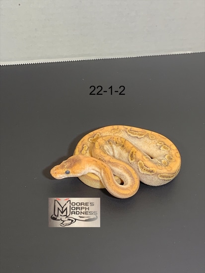 Champagne Fire Yellow Belly Possible Enchi Ball Python by Moore’s Morph Madness
