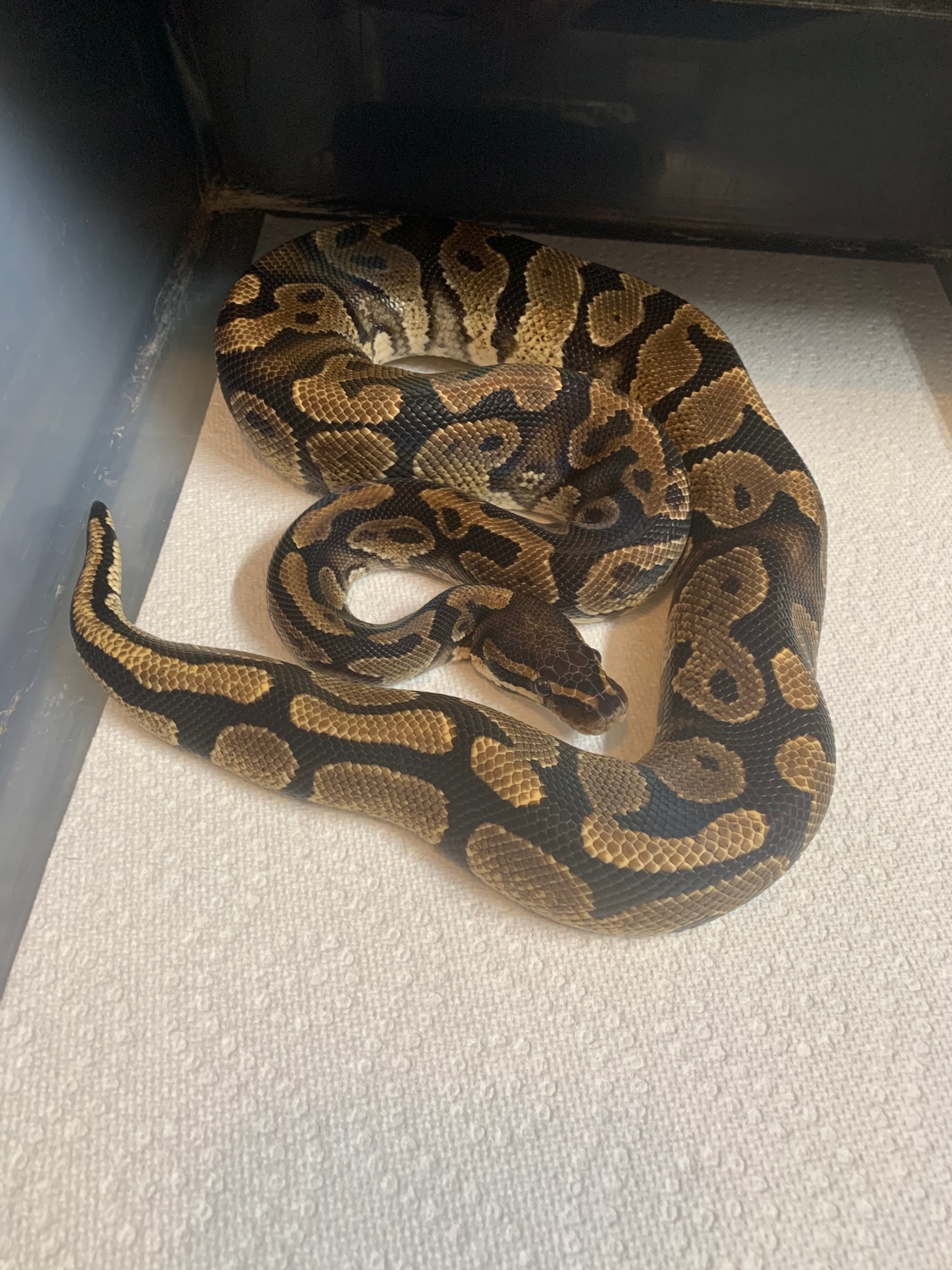 Gravel Ball Python by Moore’s Morph Madness - MorphMarket