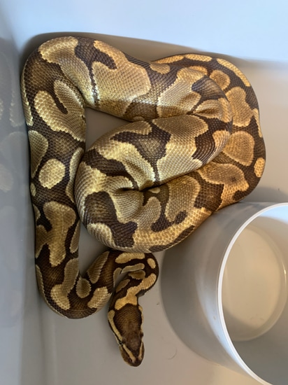 Enchi Het Ghost Ball Python by Moore’s Morph Madness