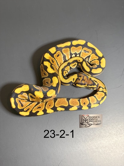 Spotnose Het Clown Ball Python by Moore’s Morph Madness