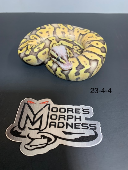 Superfly Ball Python by Moore’s Morph Madness