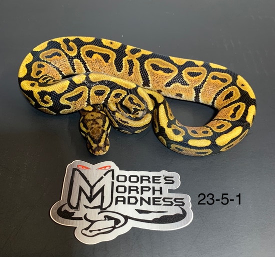 Spotnose Ball Python by Moore’s Morph Madness