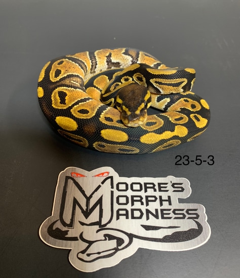 Normal Ball Python by Moore’s Morph Madness