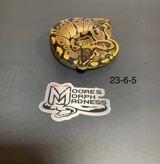 Normal Ball Python by Moore’s Morph Madness