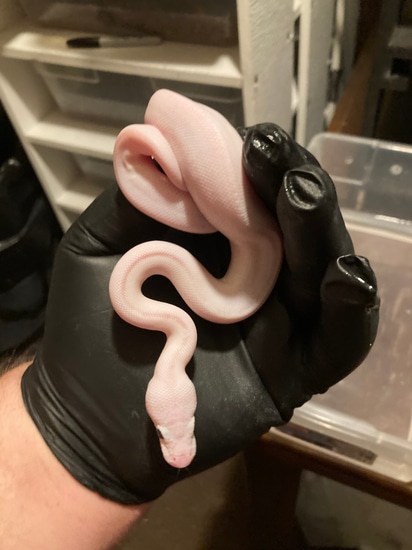 Lesser/Russo BEL Ball Python by Pixley’s Python’s and Boa’s