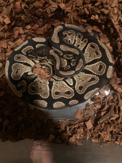 Normal Ball Python by Pixley’s Python’s and Boa’s