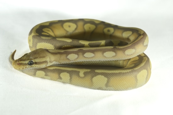 Banana/pastel/Mojave Ball Python by Pixley’s Python’s and Boa’s