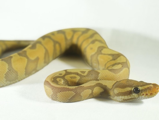 Banana/yellow Belly/Pastel/Enchi Ball Python by Pixley’s Python’s and Boa’s