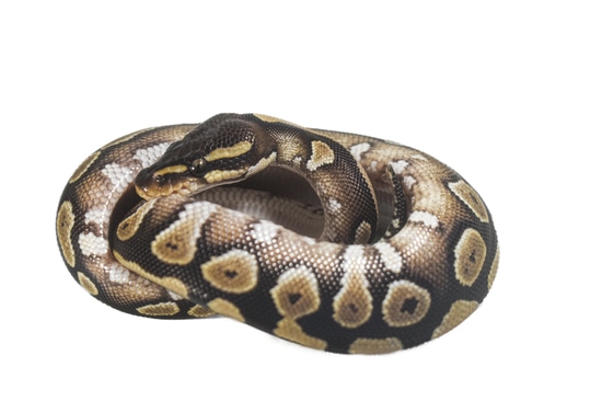 Mojave Ball Python by Pixley’s Python’s and Boa’s