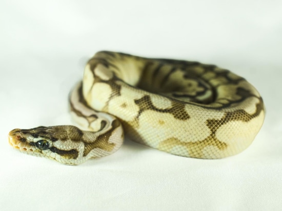 Spider-lesser-black Pastel-Enchi Ball Python by Pixley’s Python’s and Boa’s