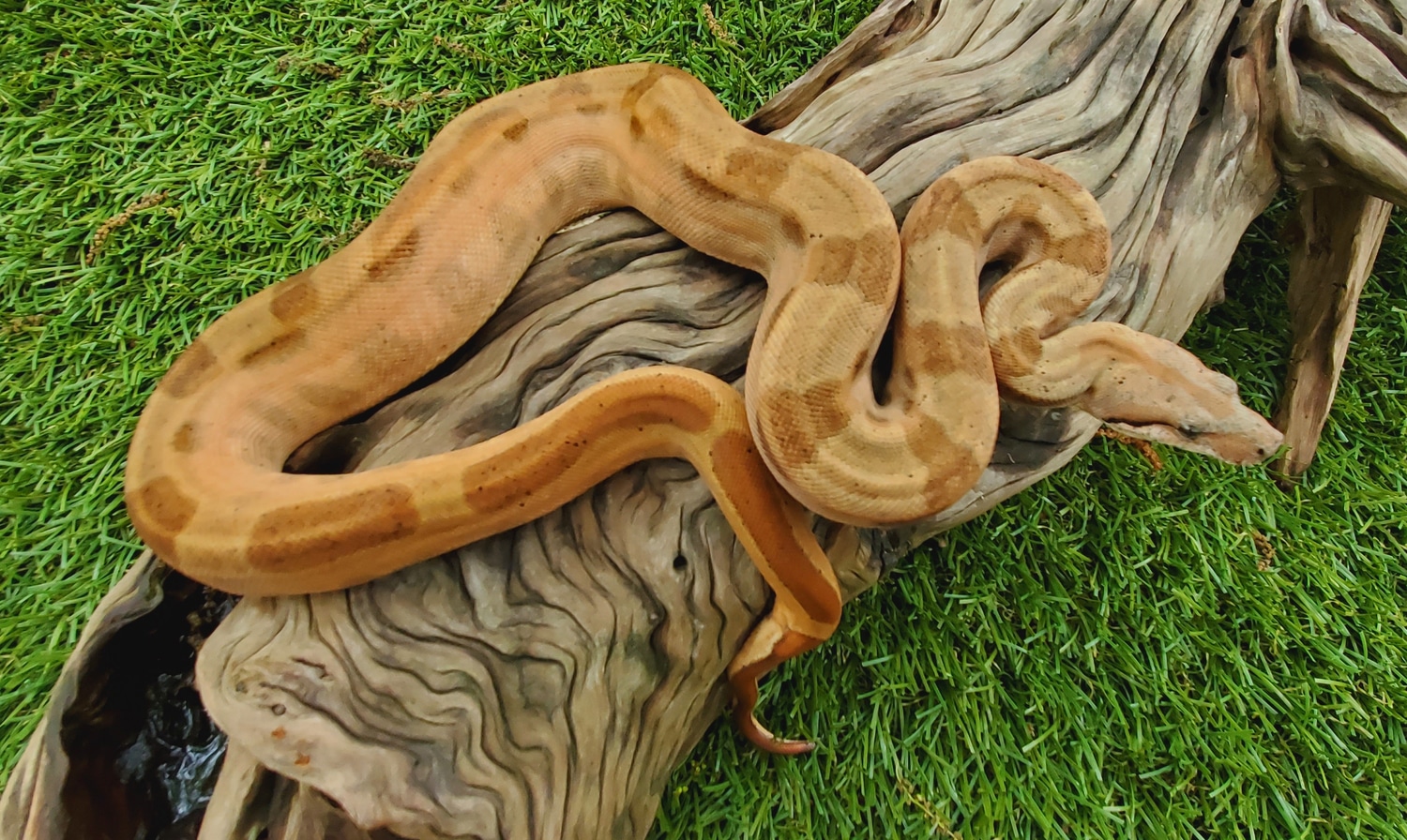 Hypo Motley Harlequin Poss Jungle 66% Het VPI Boa Constrictor by ...