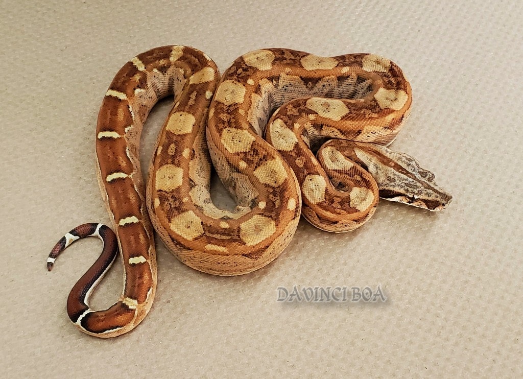 Hypo Keltic Purple 100% Het Sharp Boa Constrictor by Davinci Boa ...