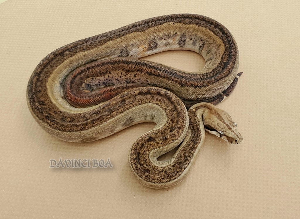 Patterneless Ghost 100% Het Blood Boa Constrictor by Davinci Boa ...