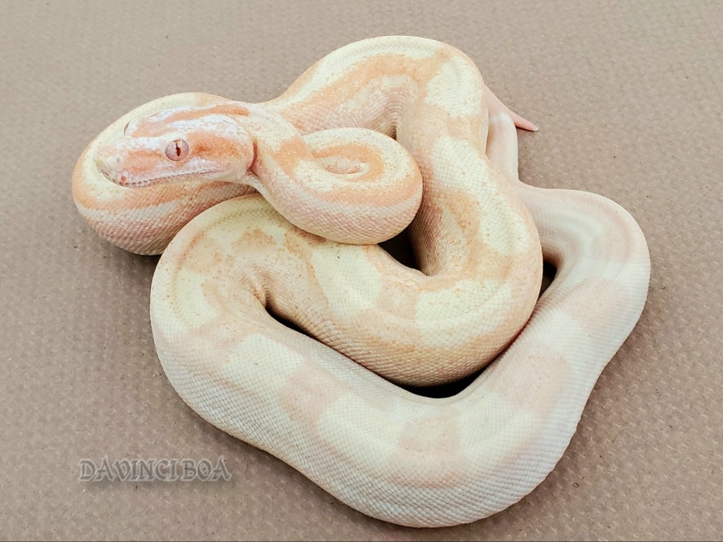 Crimpson Sunglow Motley Boa Constrictor by Davinci Boa - MorphMarket