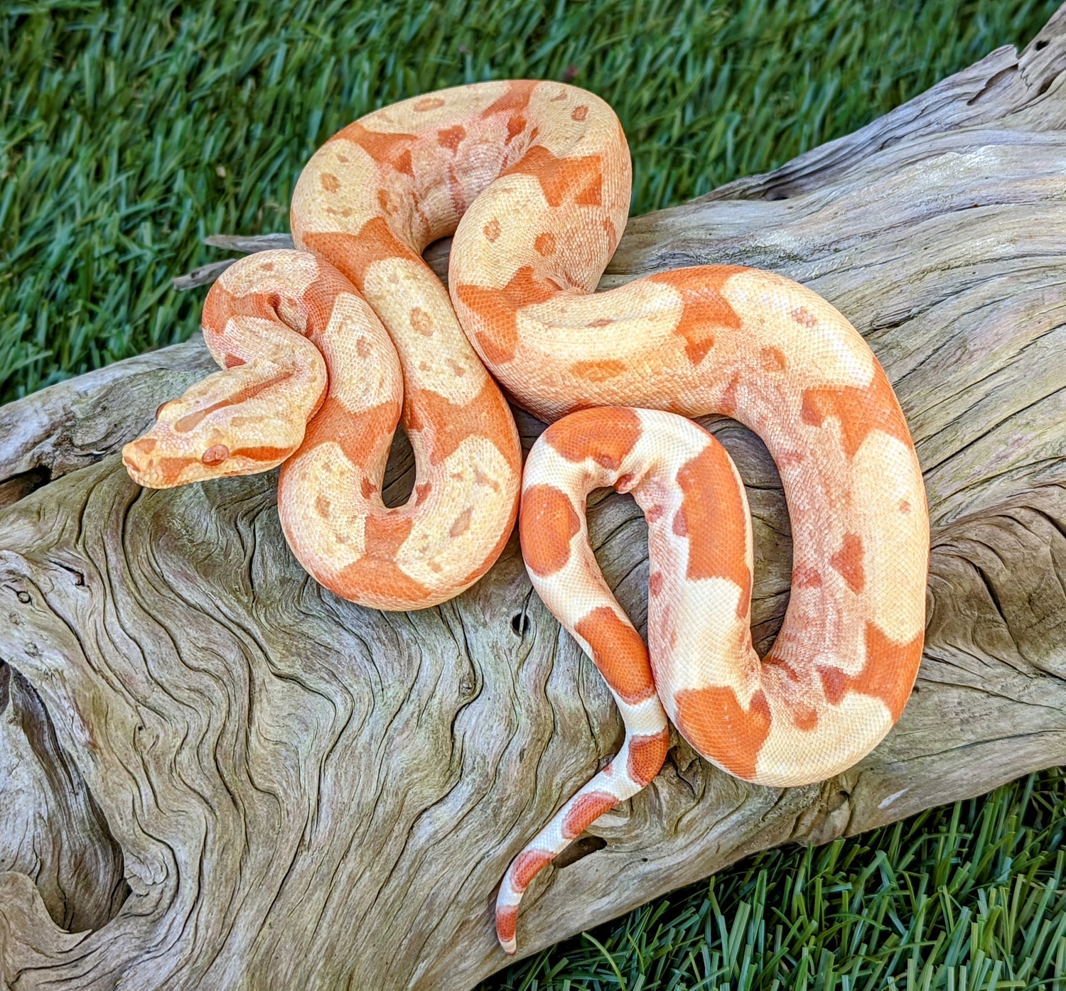 Groovy Line Sunglow IMG Boa Constrictor by Davinci Boa - MorphMarket
