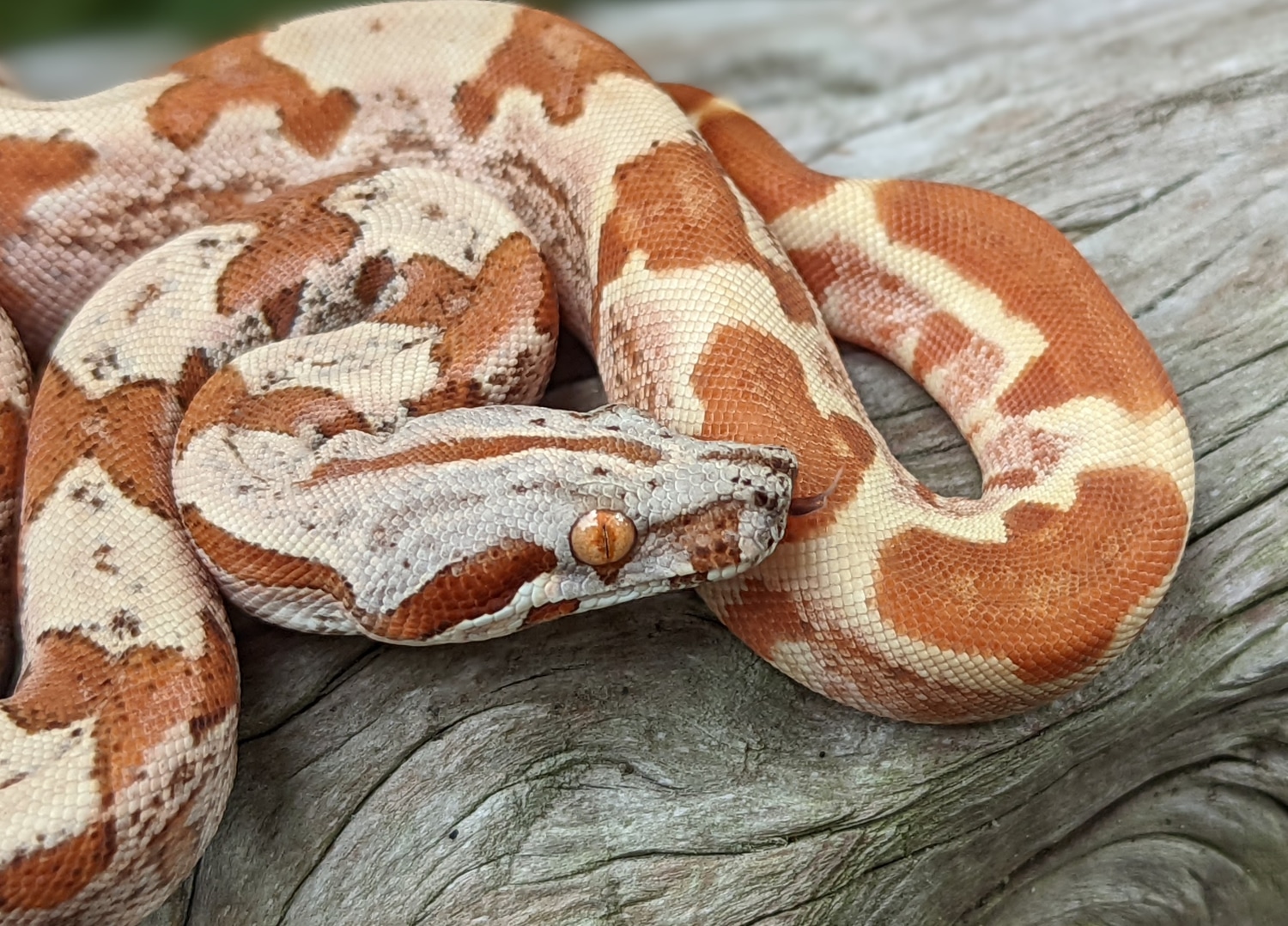 Paraglow IMG 66% Het Anery Boa Constrictor by Davinci Boa - MorphMarket