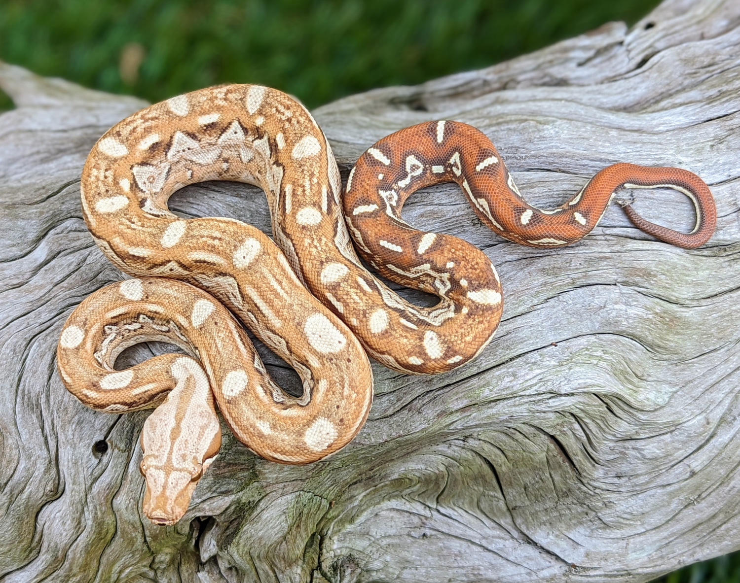 Paradigm INCA AZTEC 66% Het Anery Boa Constrictor by Davinci Boa ...