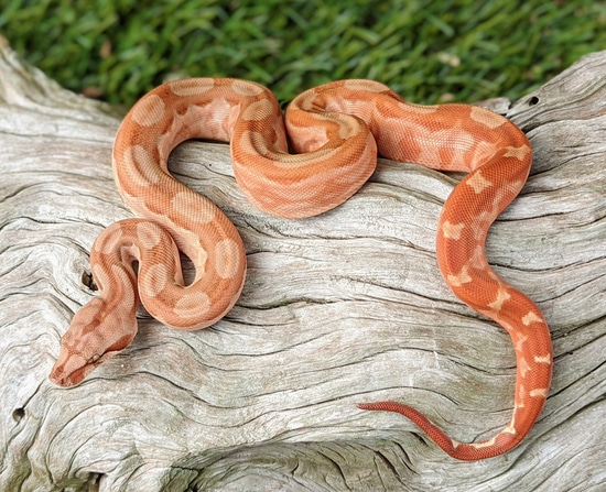 T+ Sunglow INCA Boa Constrictor by Davinci Boa