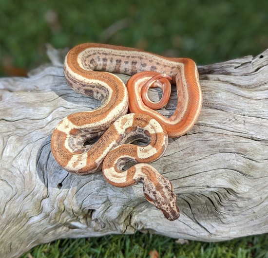 Pink Panther VPI Sunglow Jungle Motley IMG 66% Het Blood Boa Constrictor by Davinci Boa ...