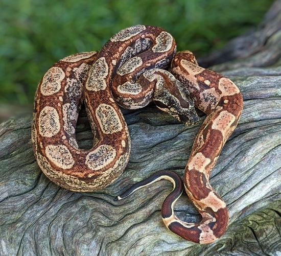 Hypo IMG Arabesque Boa Constrictor by Davinci Boa