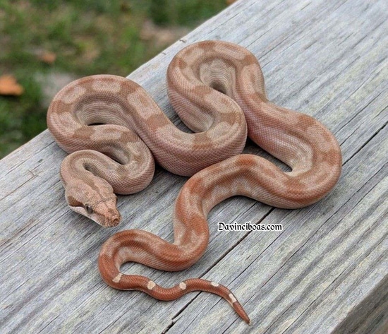 Platinum T+ Fire Motley INCA Boa Constrictor by Davinci Boa