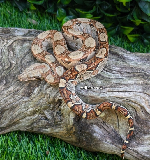 23 Raptor Het Kahl Boa Constrictor by Davinci Boa