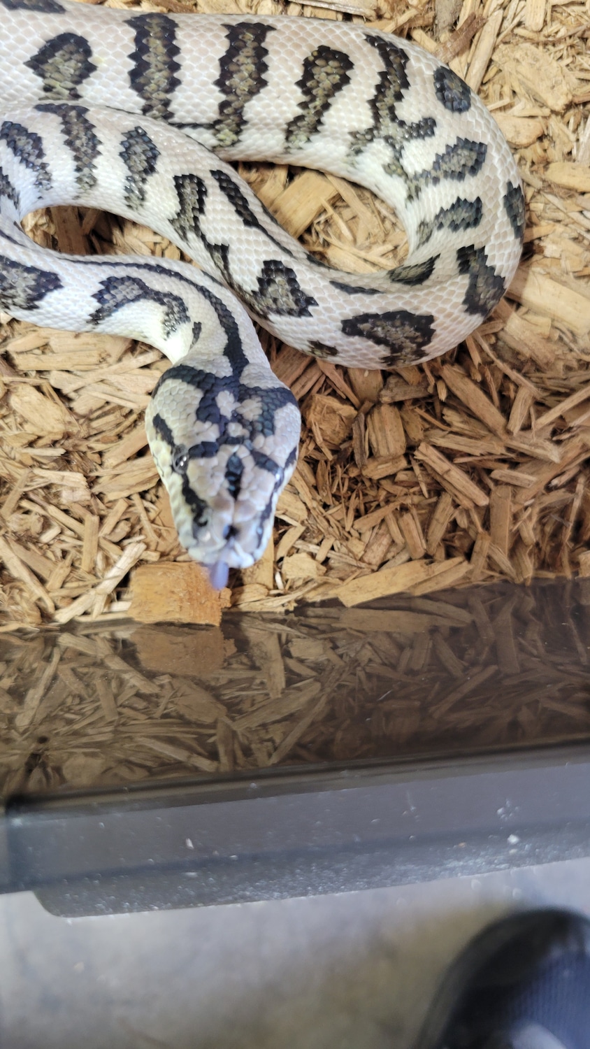 Axanthic Costal Carpet Coastal Carpet Python by KoldBloodedKreations ...