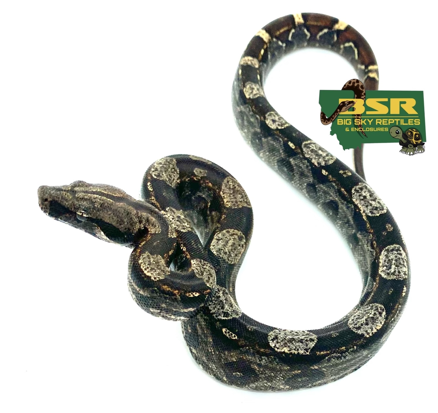 IMG Het Anery/ Argentine Hypo Hybrid Boa Constrictor by Big Sky ...