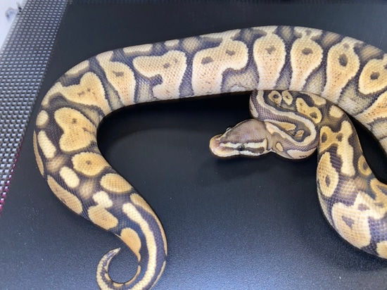 Pastel Mojave Ghost Ball Python by Big Sky Reptiles